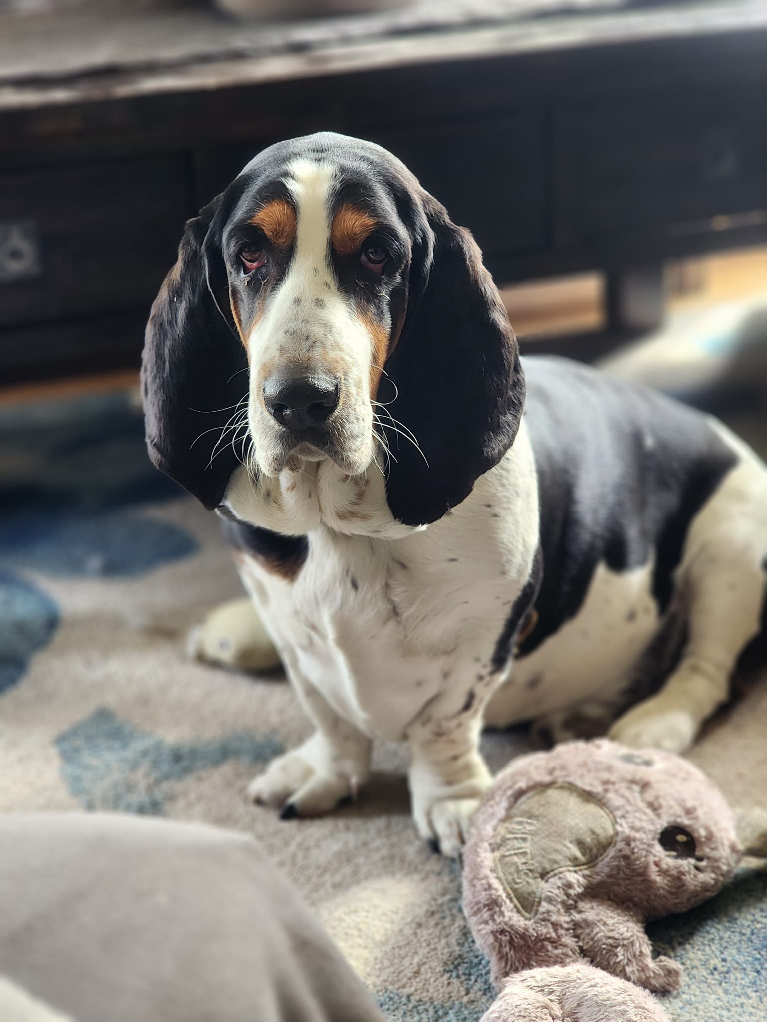 Future Litters – Happy Acre Bassets